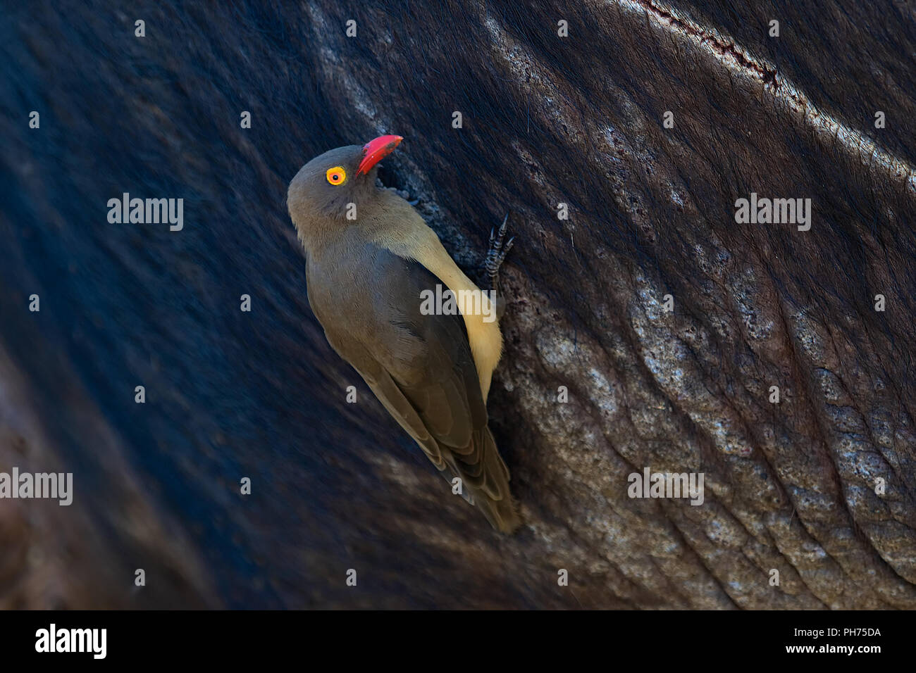 Oxpecker on animal hi-res stock photography and images - Alamy