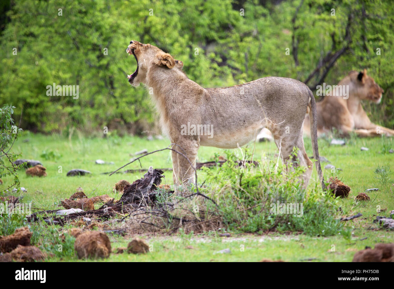 lion screaming at etosha Stock Photo - Alamy