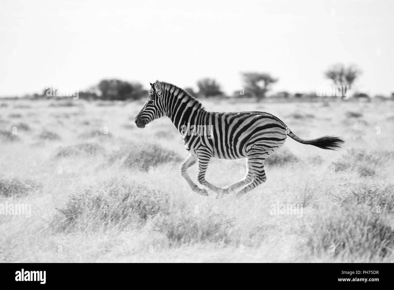 Zebra Black and White Stock Photos & Images - Alamy