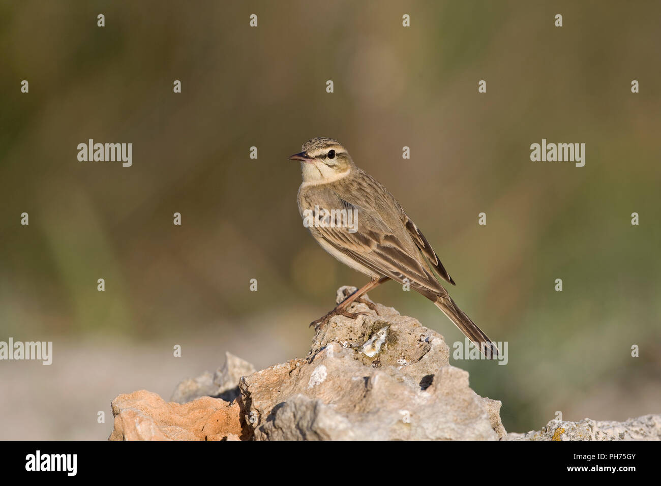Birds of menorca hi-res stock photography and images - Alamy