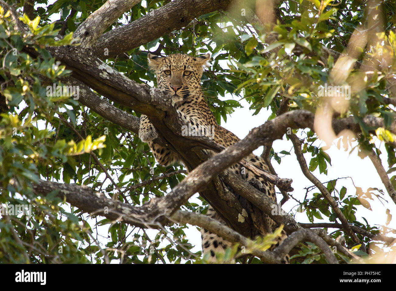A young leopard hi-res stock photography and images - Alamy
