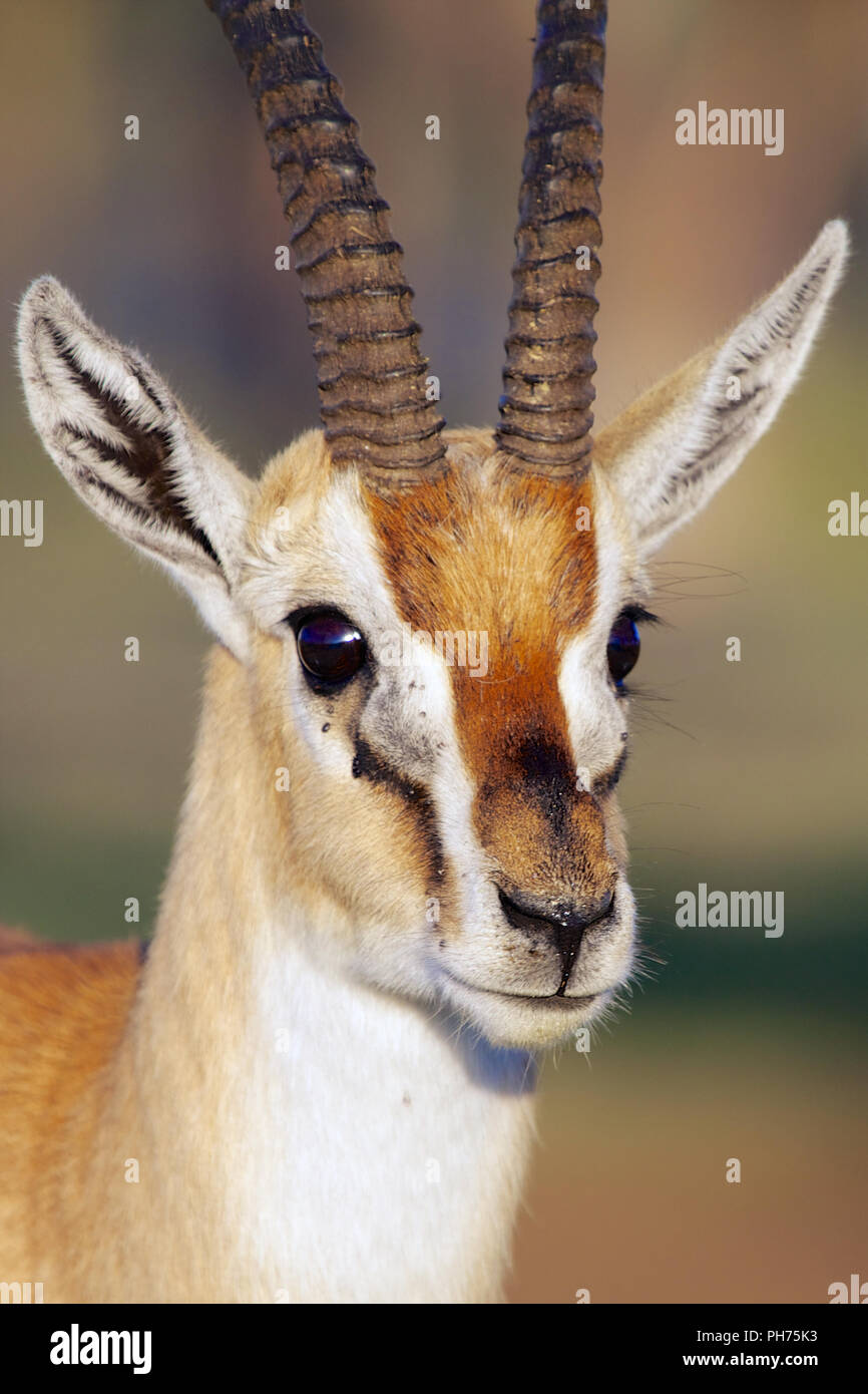 Gazelle jumping hi-res stock photography and images - Alamy