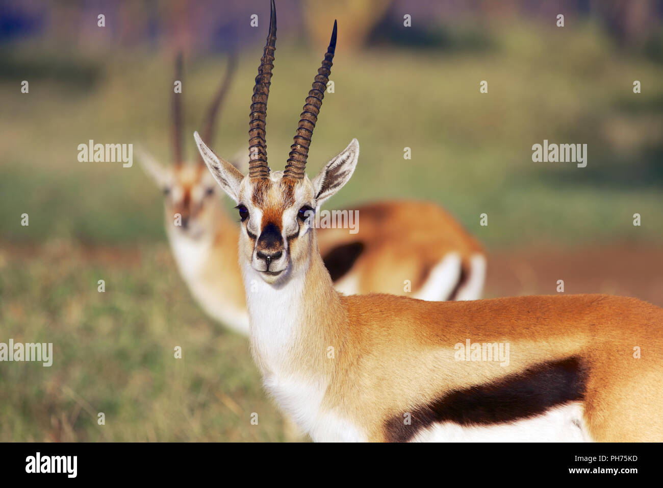 Thomsons gazelle jumping hi-res stock photography and images - Alamy