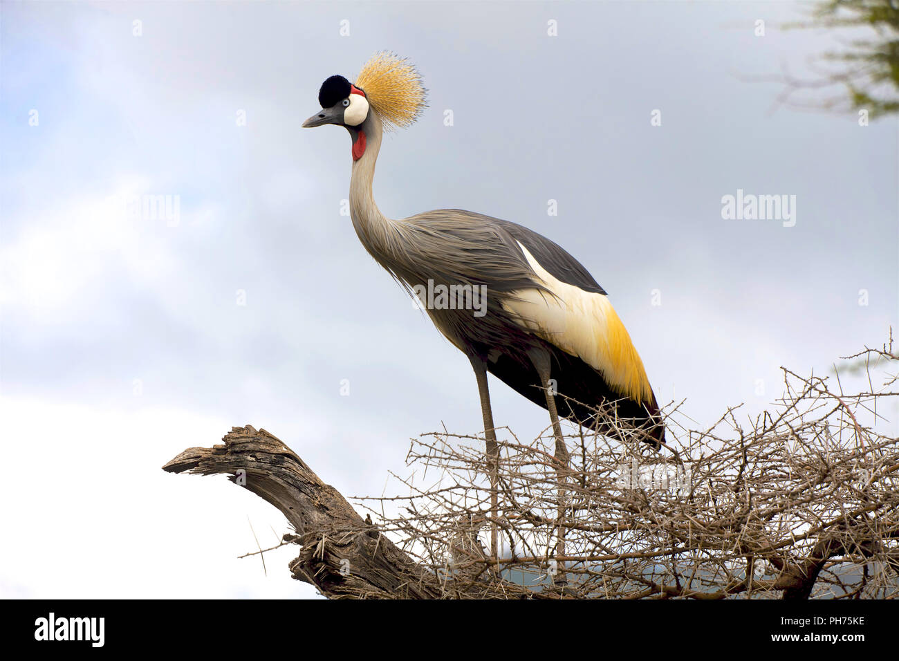 Crane in a tree hi-res stock photography and images - Alamy