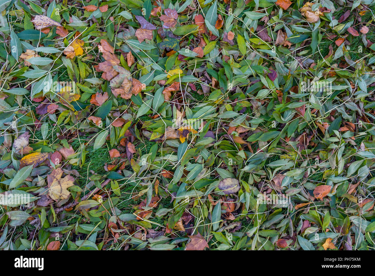foliage background / texture Stock Photo - Alamy