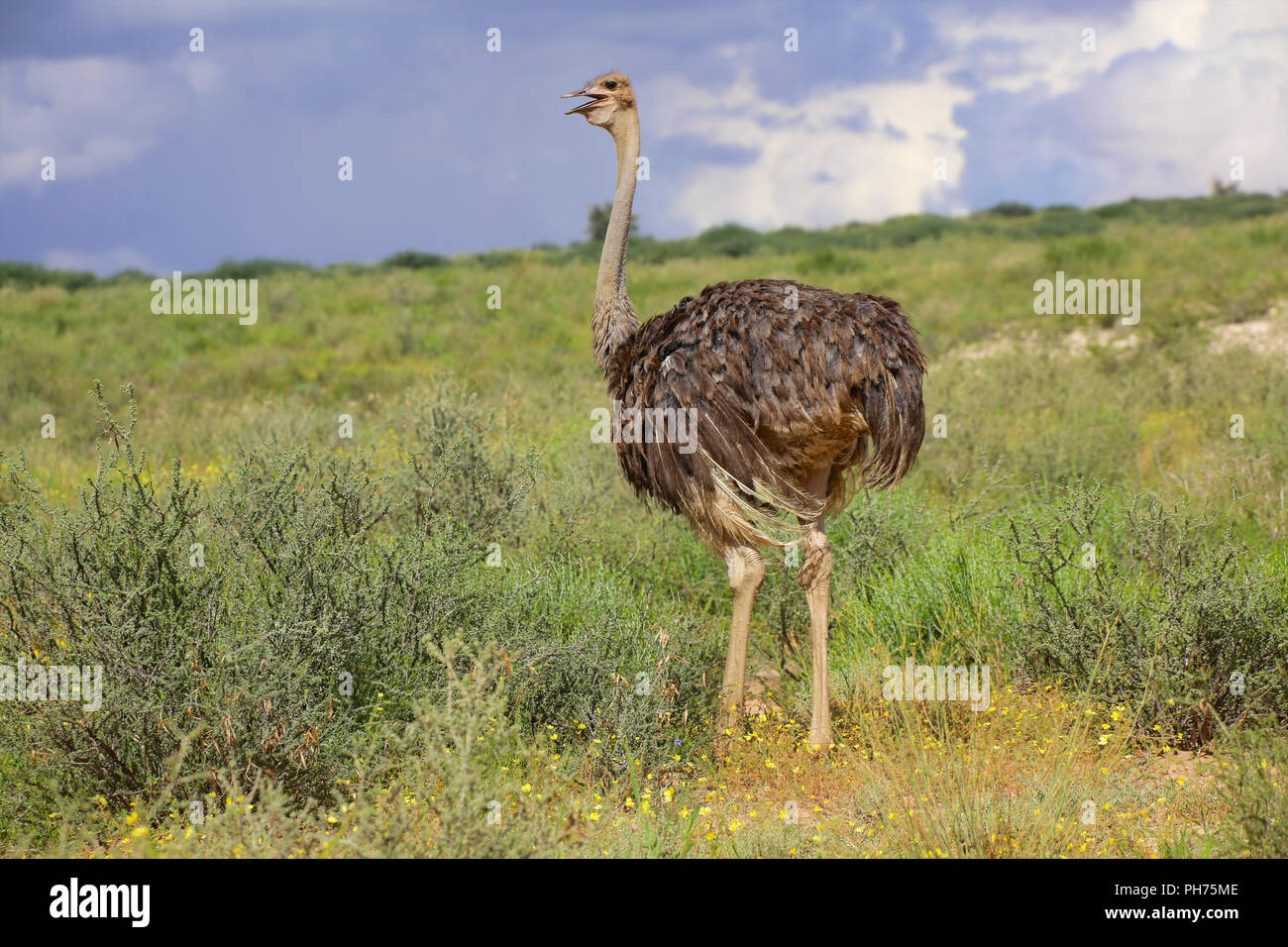 Lion and ostrich hi-res stock photography and images - Alamy