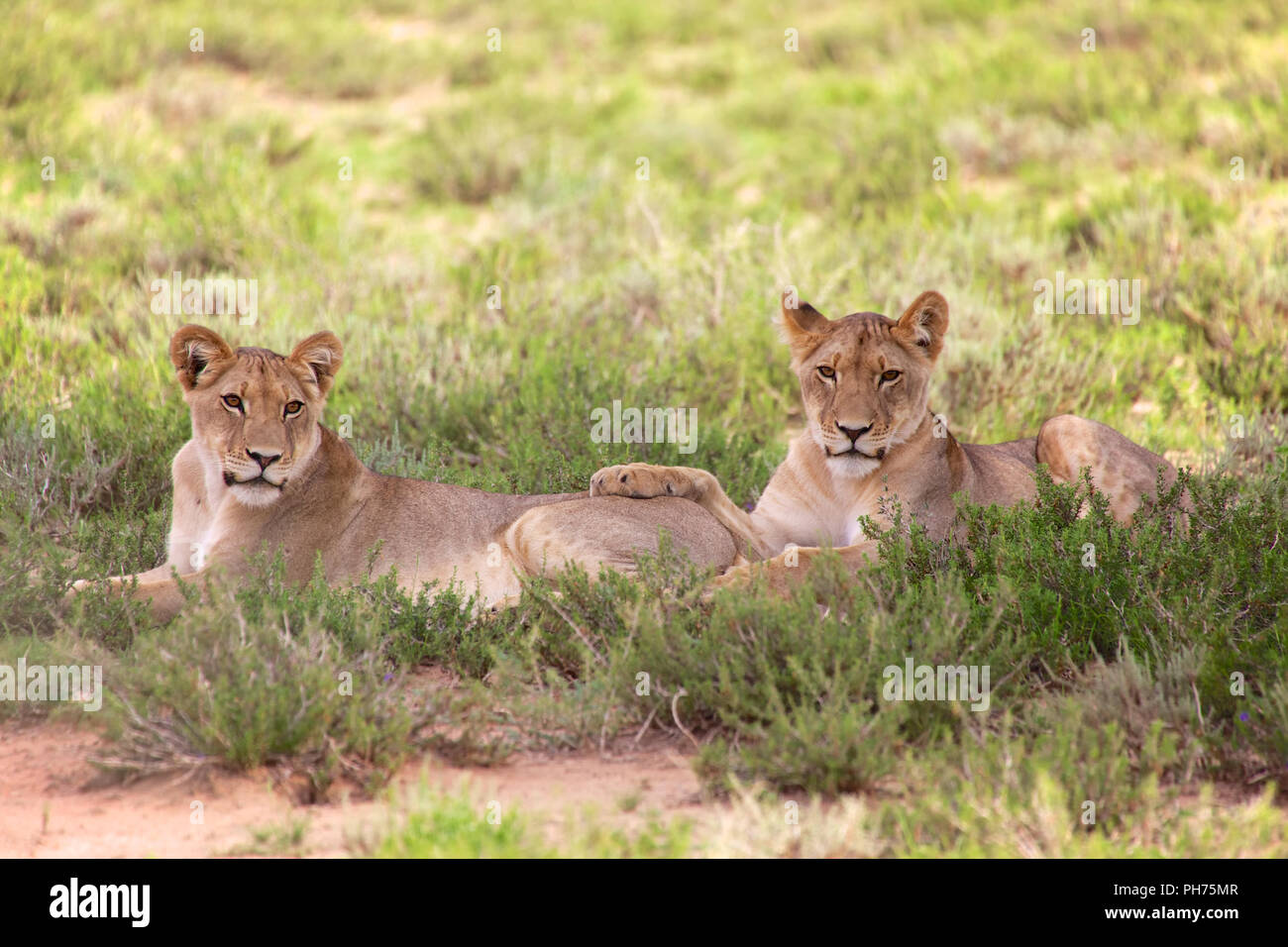Lionesses hi-res stock photography and images - Alamy