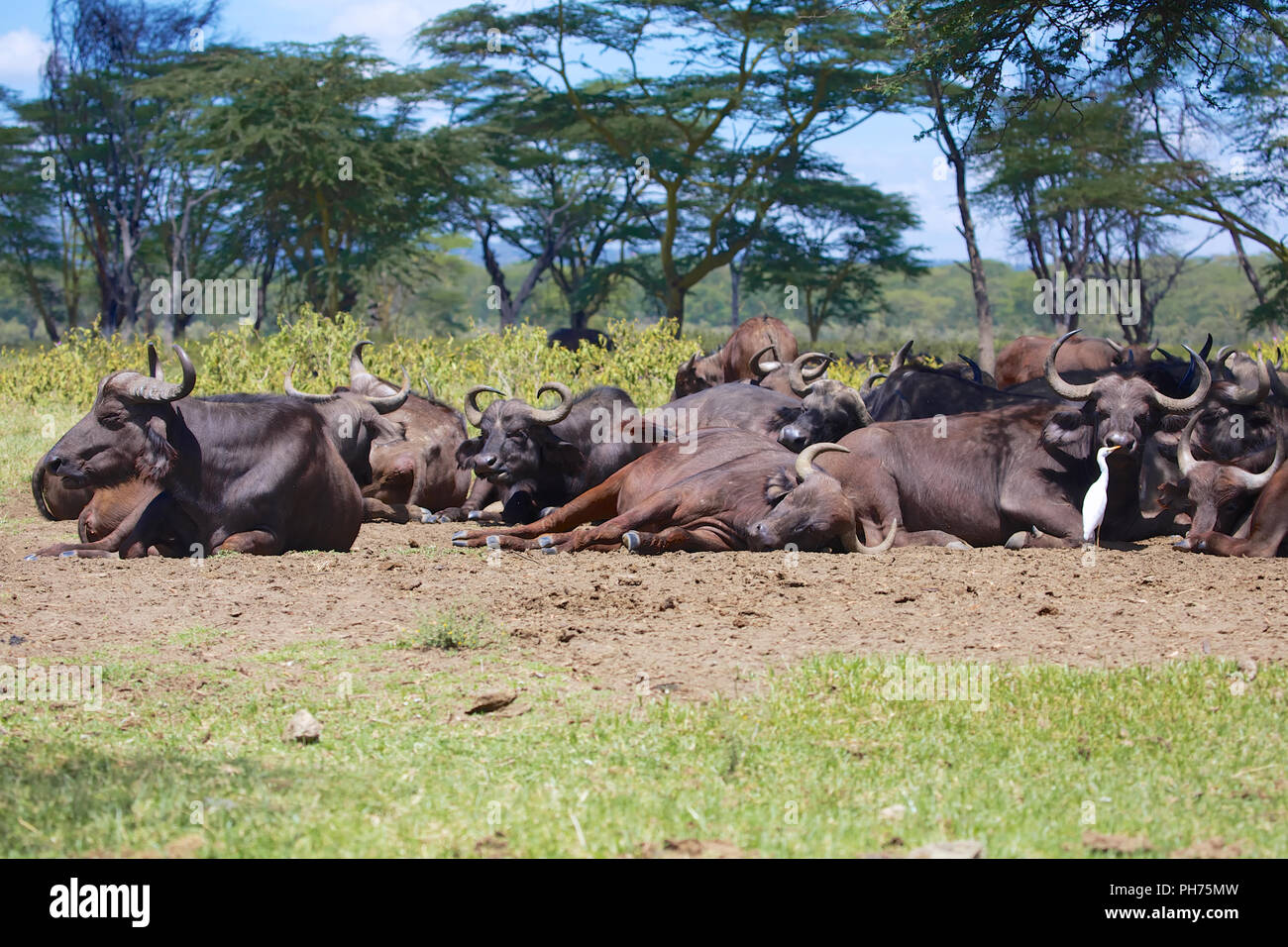herd of buffaloes resting at nakuru Stock Photo - Alamy