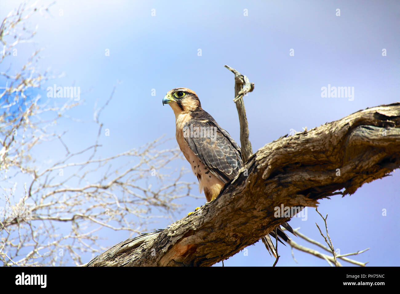 Falcon on a tree hi-res stock photography and images - Alamy