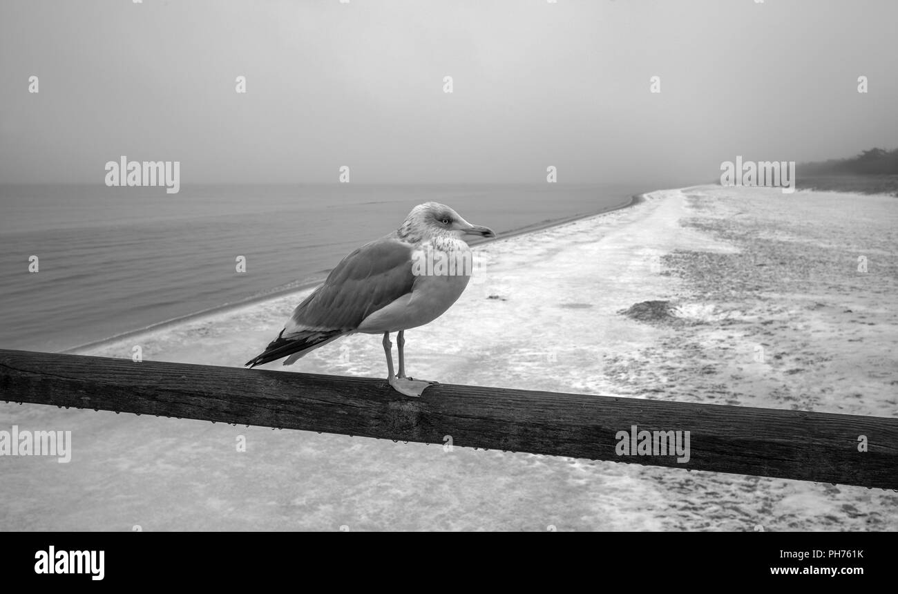 Baltic animals Black and White Stock Photos & Images - Alamy