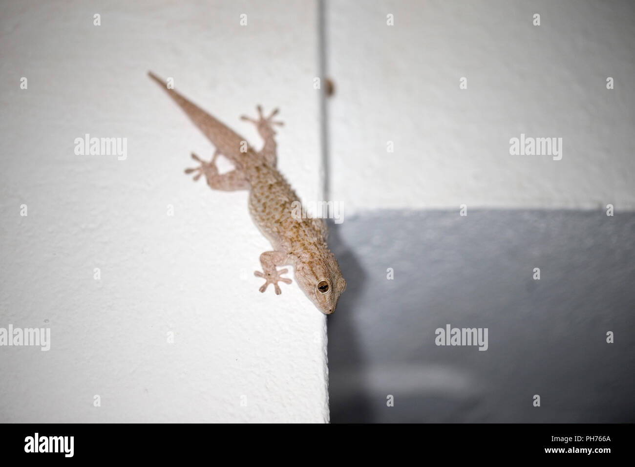 Moorish Gecko (Tarentola mauritanica Stock Photo - Alamy