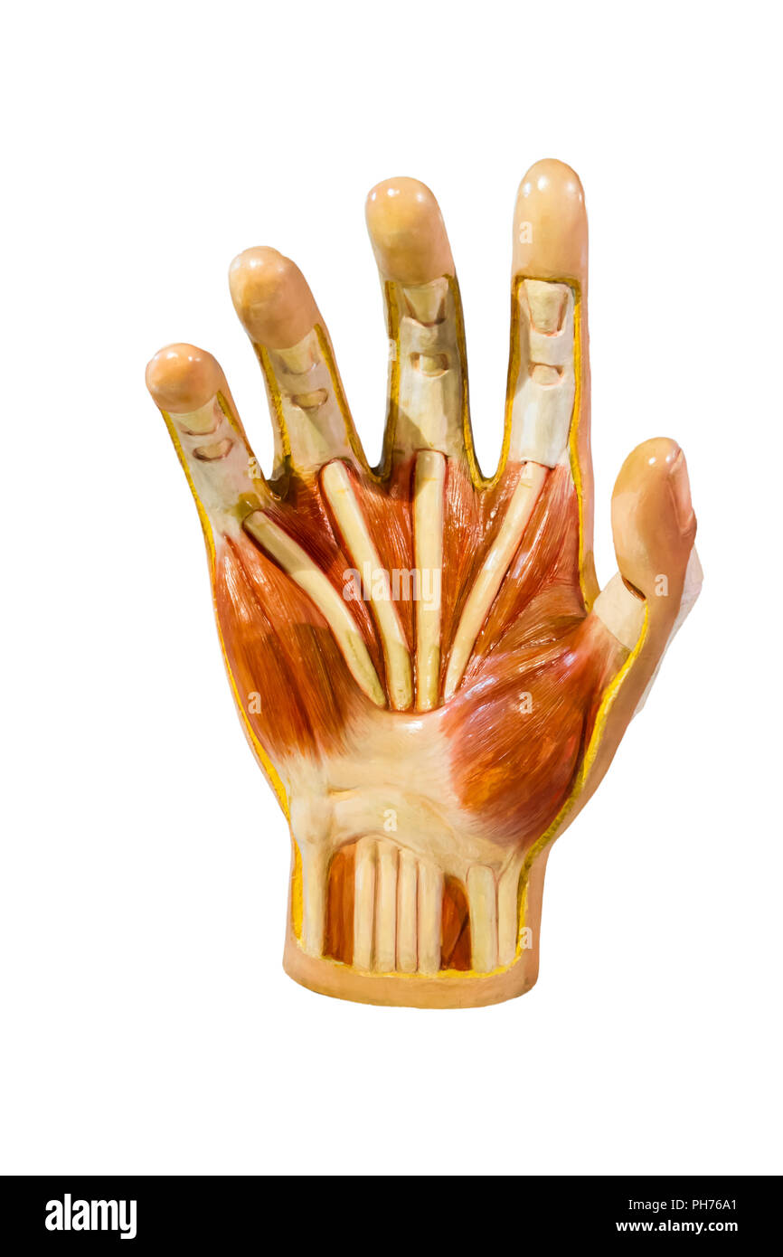 Human Mannequin High Resolution Stock Photography and Images - Alamy