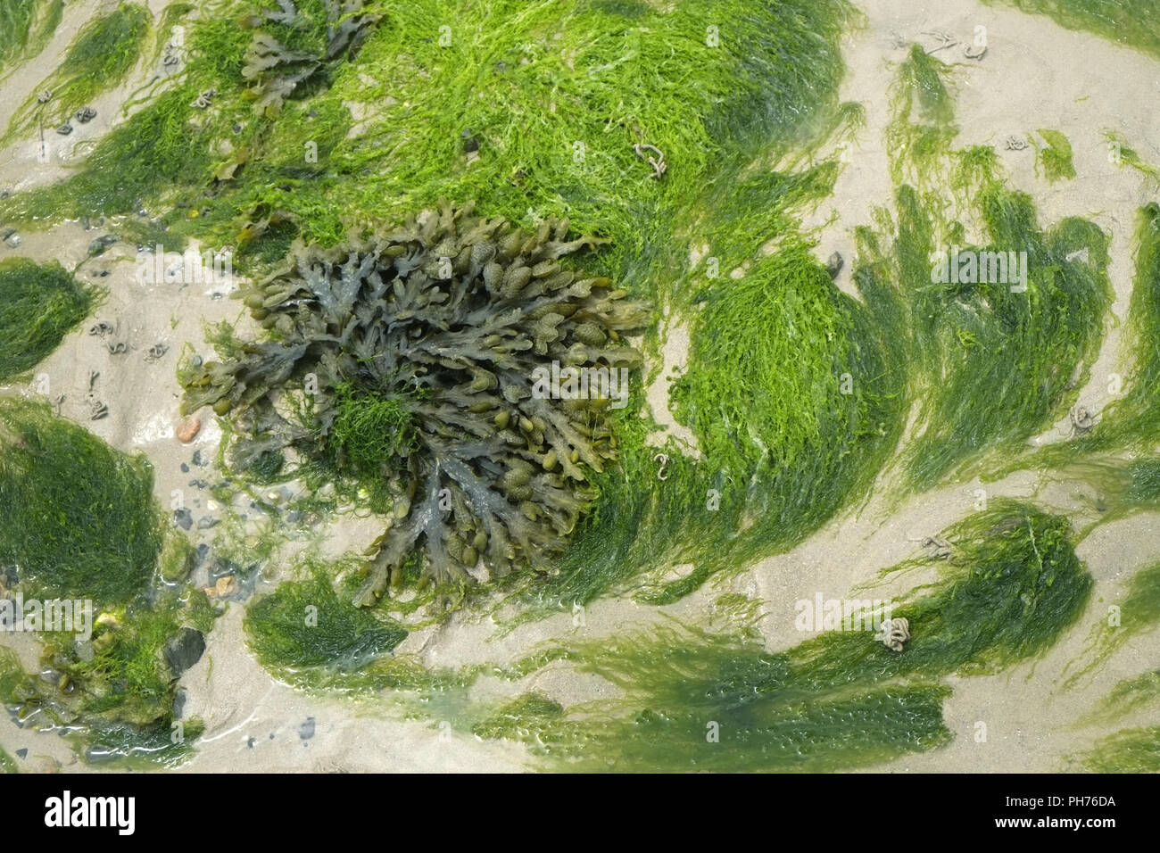 Bladderwrack hi-res stock photography and images - Alamy