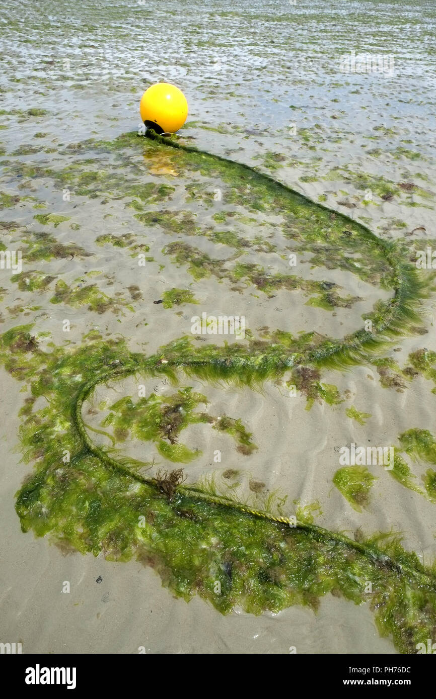 Yellow buoy with chain at low tide in silt Stock Photo - Alamy