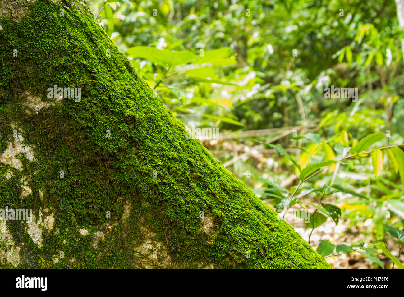 Beautiful texture of moss hi-res stock photography and images - Alamy