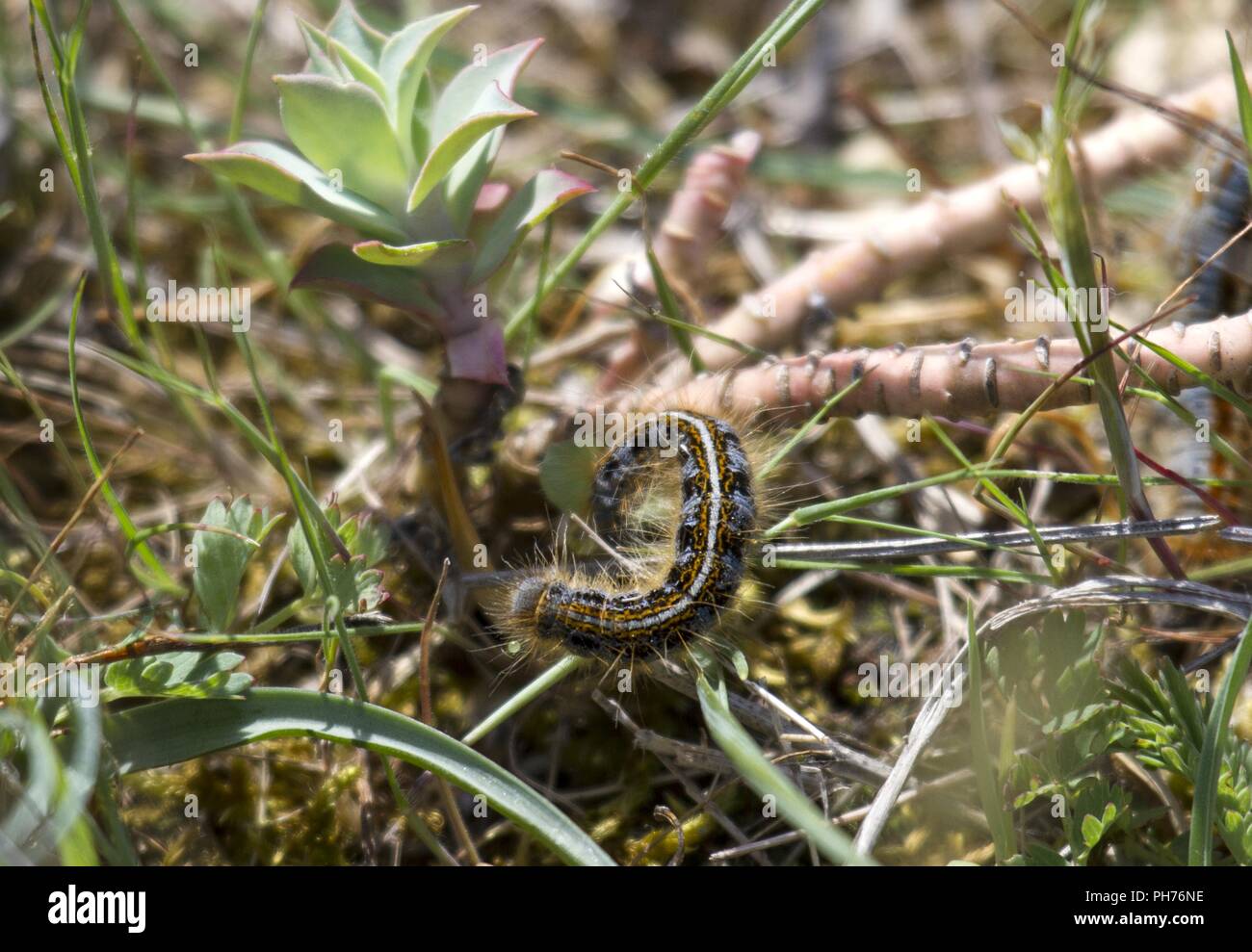 Lackey hi-res stock photography and images - Alamy