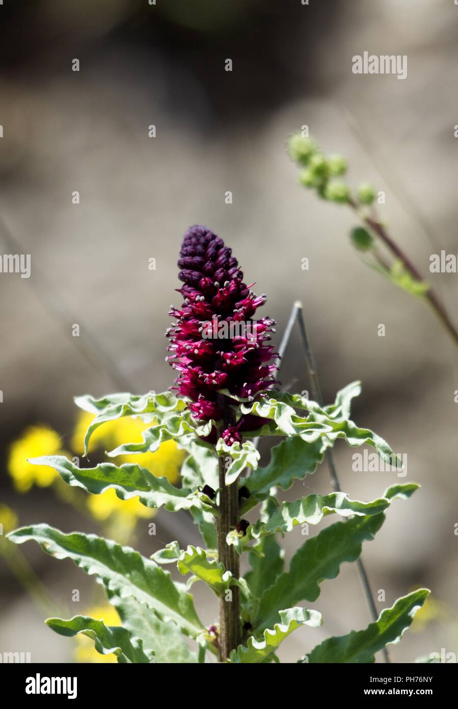 Purple gooseneck loosestrife hi-res stock photography and images - Alamy