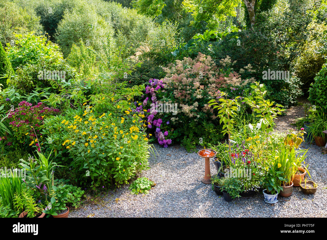 Ornamental shrubs in Irish Garden Stock Photo - Alamy