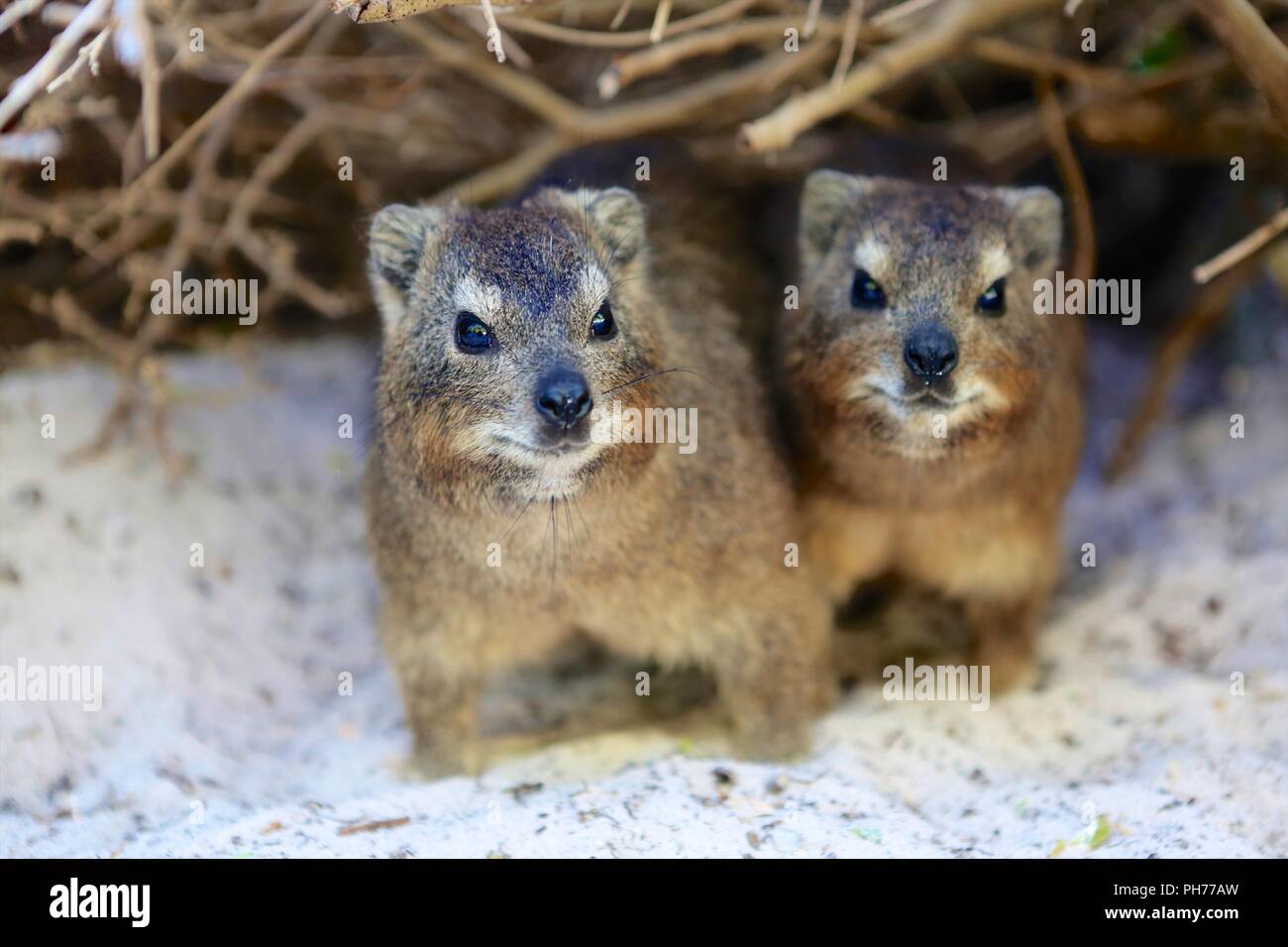 Cape dassies hi-res stock photography and images - Alamy
