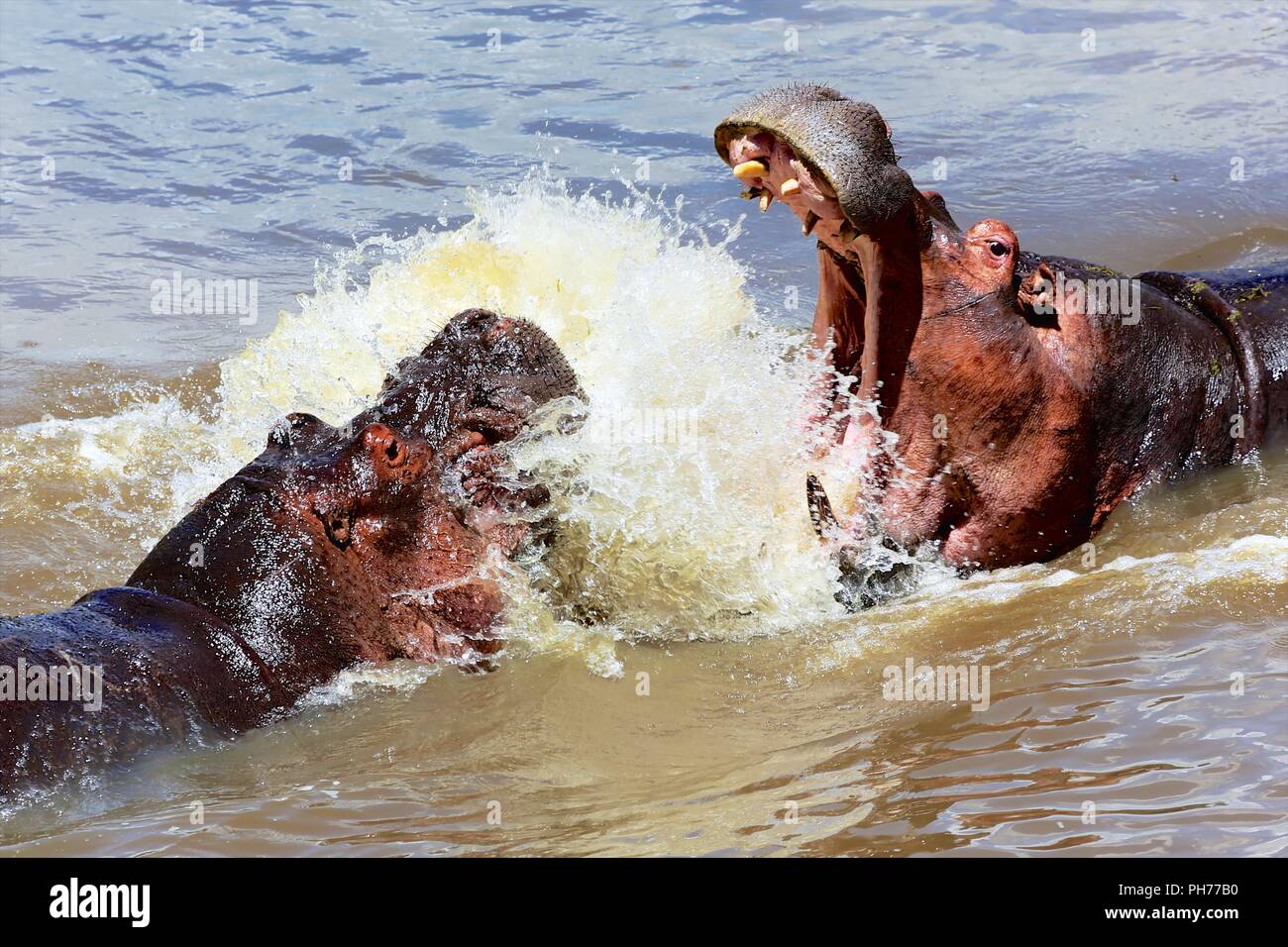 Two hippos hi-res stock photography and images - Alamy
