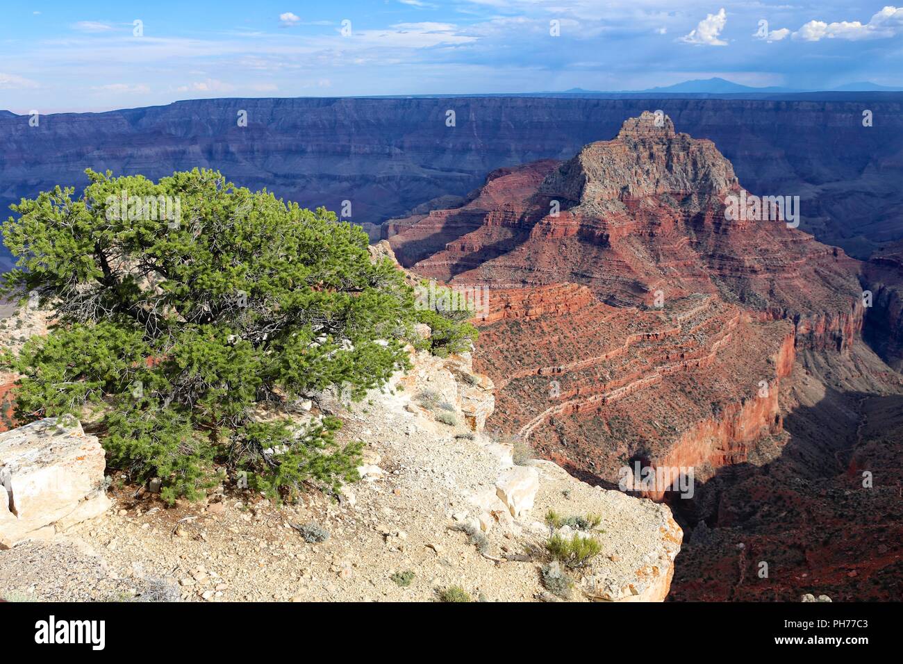 beautiful grand canyon national park north rim arizona USA Stock Photo ...