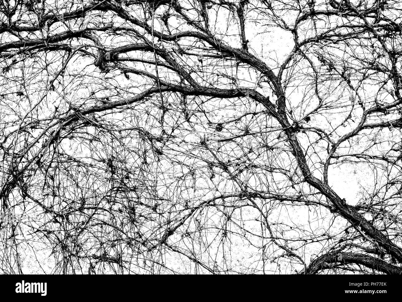 Creeping roots of a tree hi-res stock photography and images - Alamy