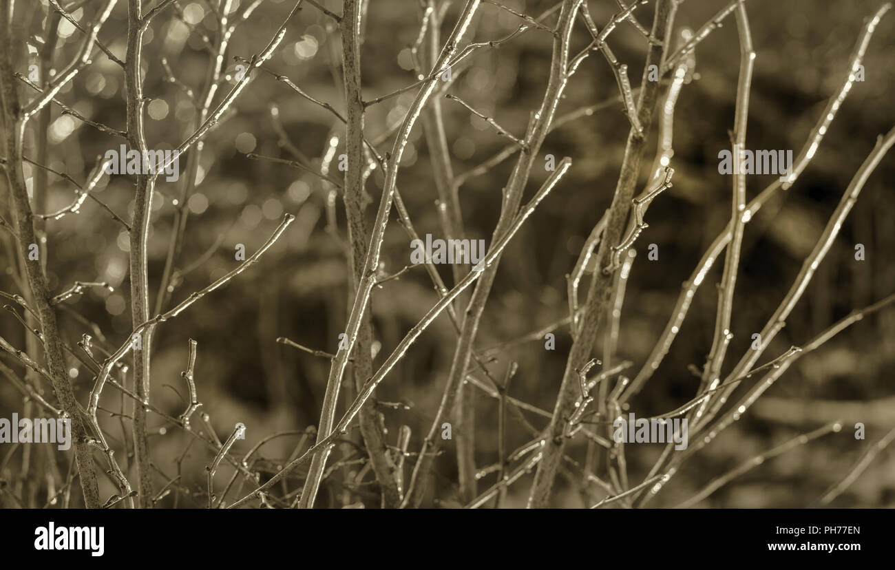 Frozen branches hi-res stock photography and images - Alamy