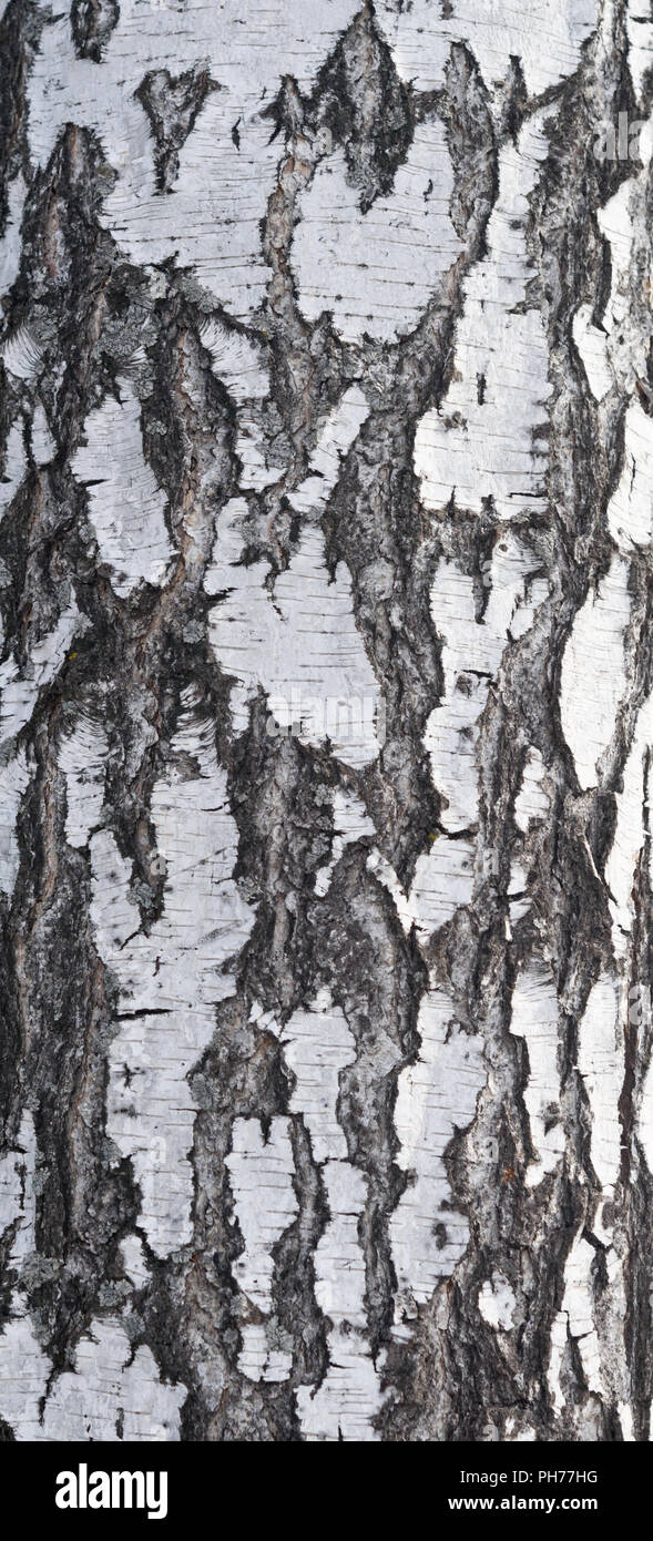 birch bark texture Stock Photo - Alamy