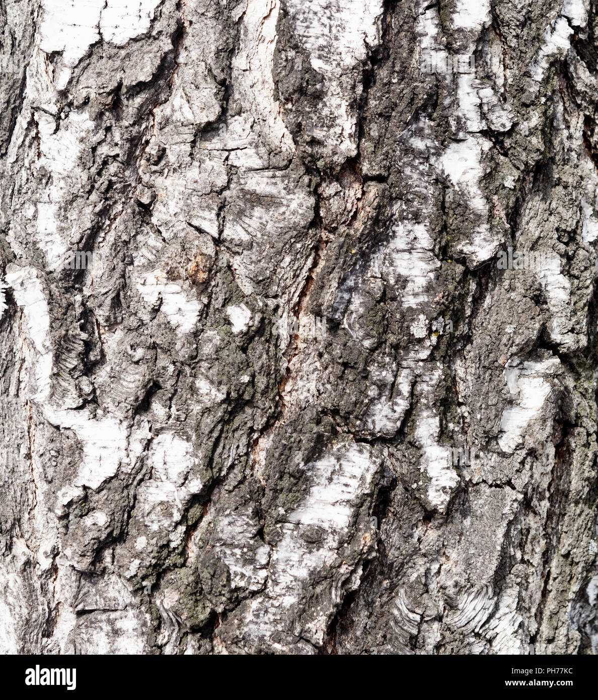 birch bark texture Stock Photo - Alamy