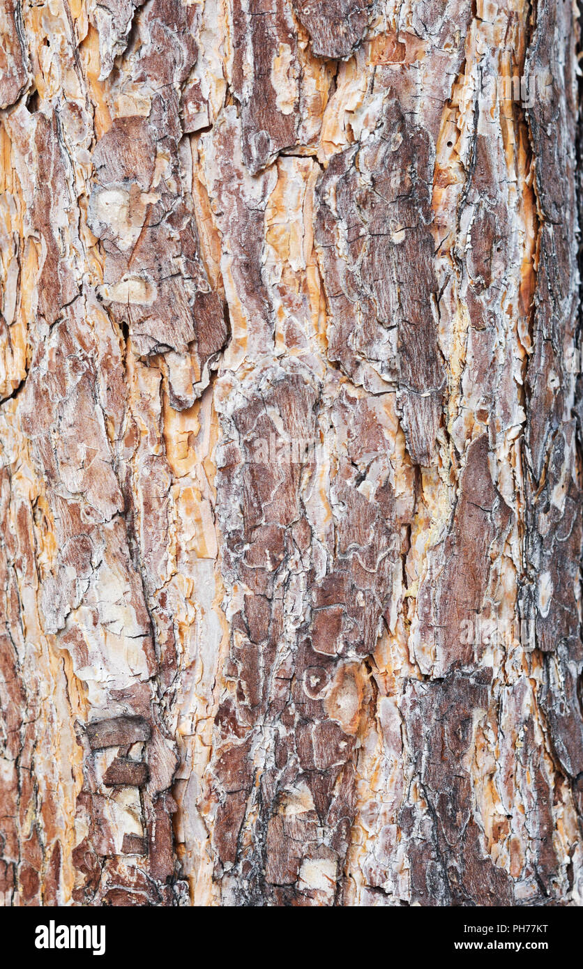 pine bark texture Stock Photo - Alamy