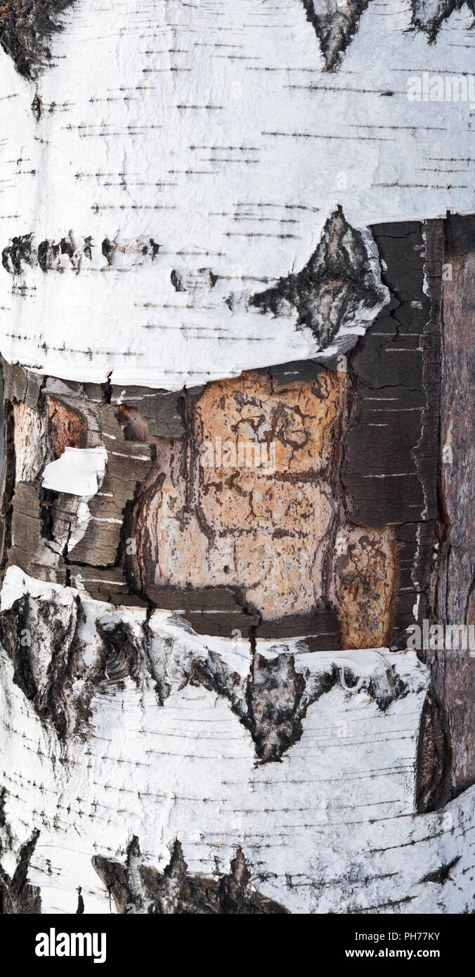 birch bark texture Stock Photo - Alamy