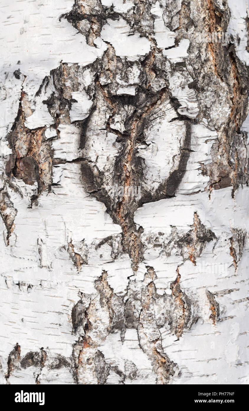 birch bark texture Stock Photo - Alamy