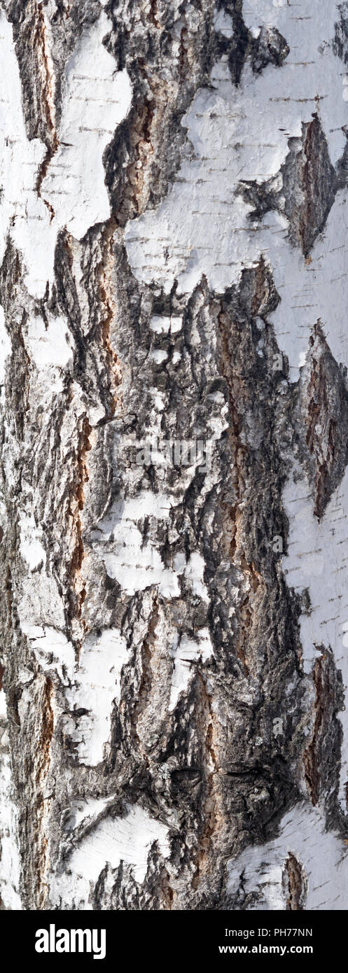 birch bark texture Stock Photo - Alamy