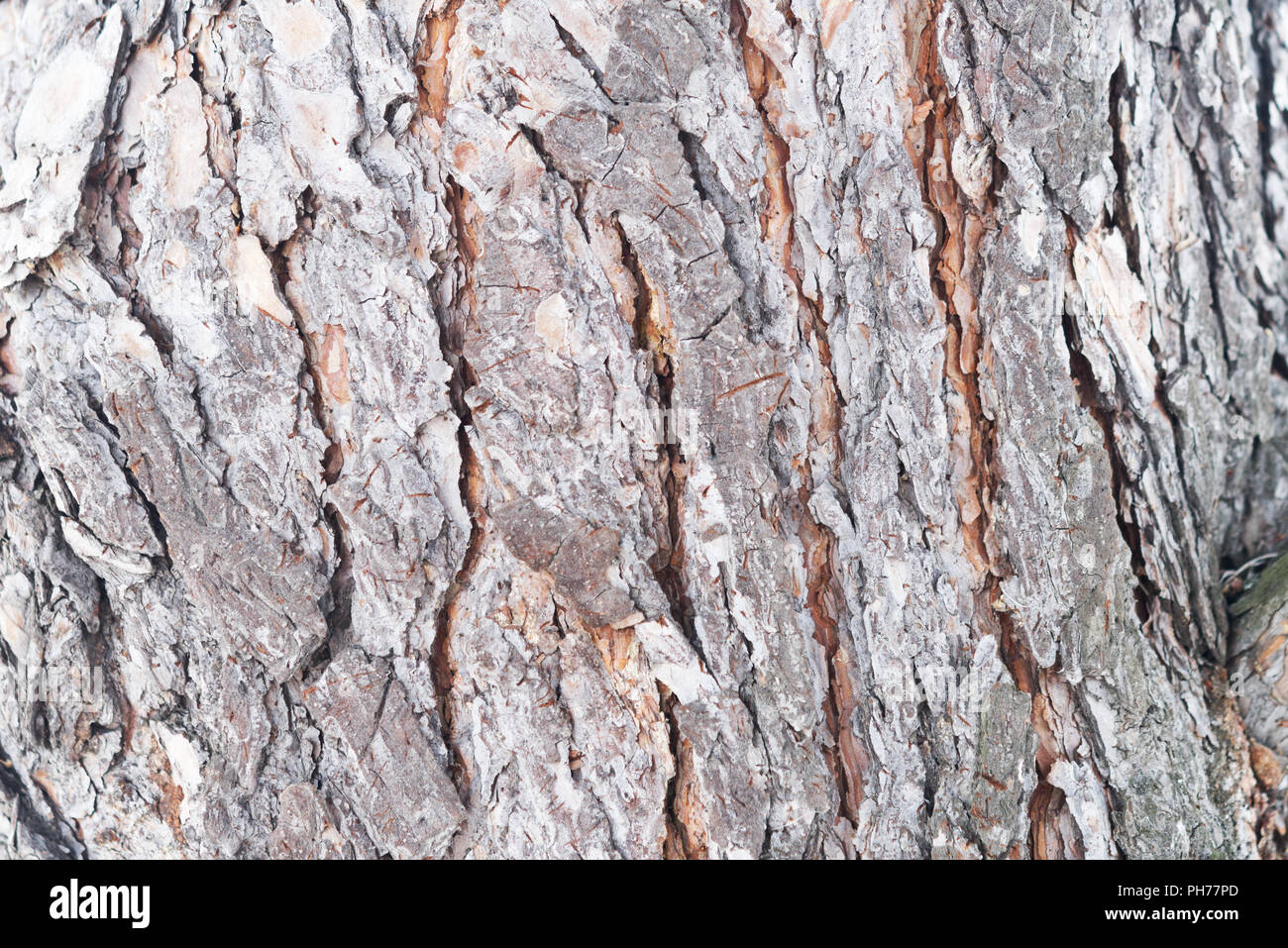 pine bark texture Stock Photo - Alamy