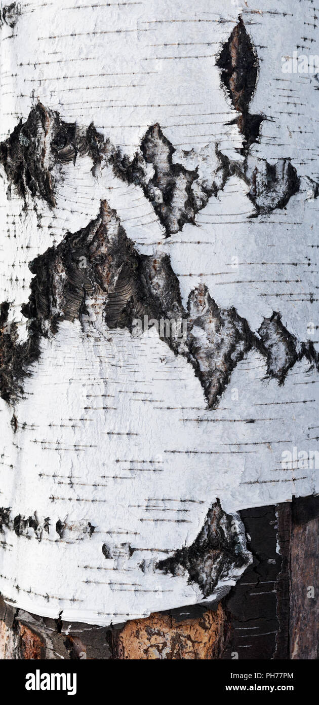 birch bark texture Stock Photo - Alamy