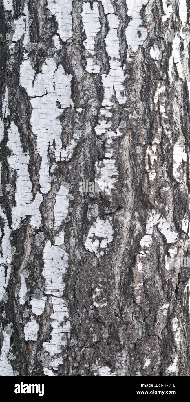 birch bark texture Stock Photo - Alamy