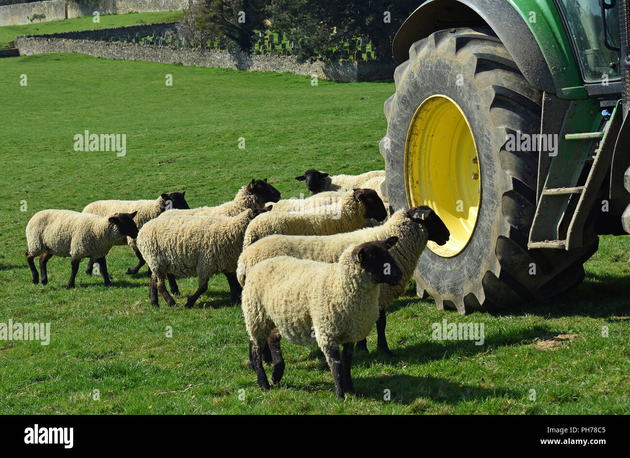Sheep and Tractor,The Coneygree, Chipping Campden, Gloucestershire ...