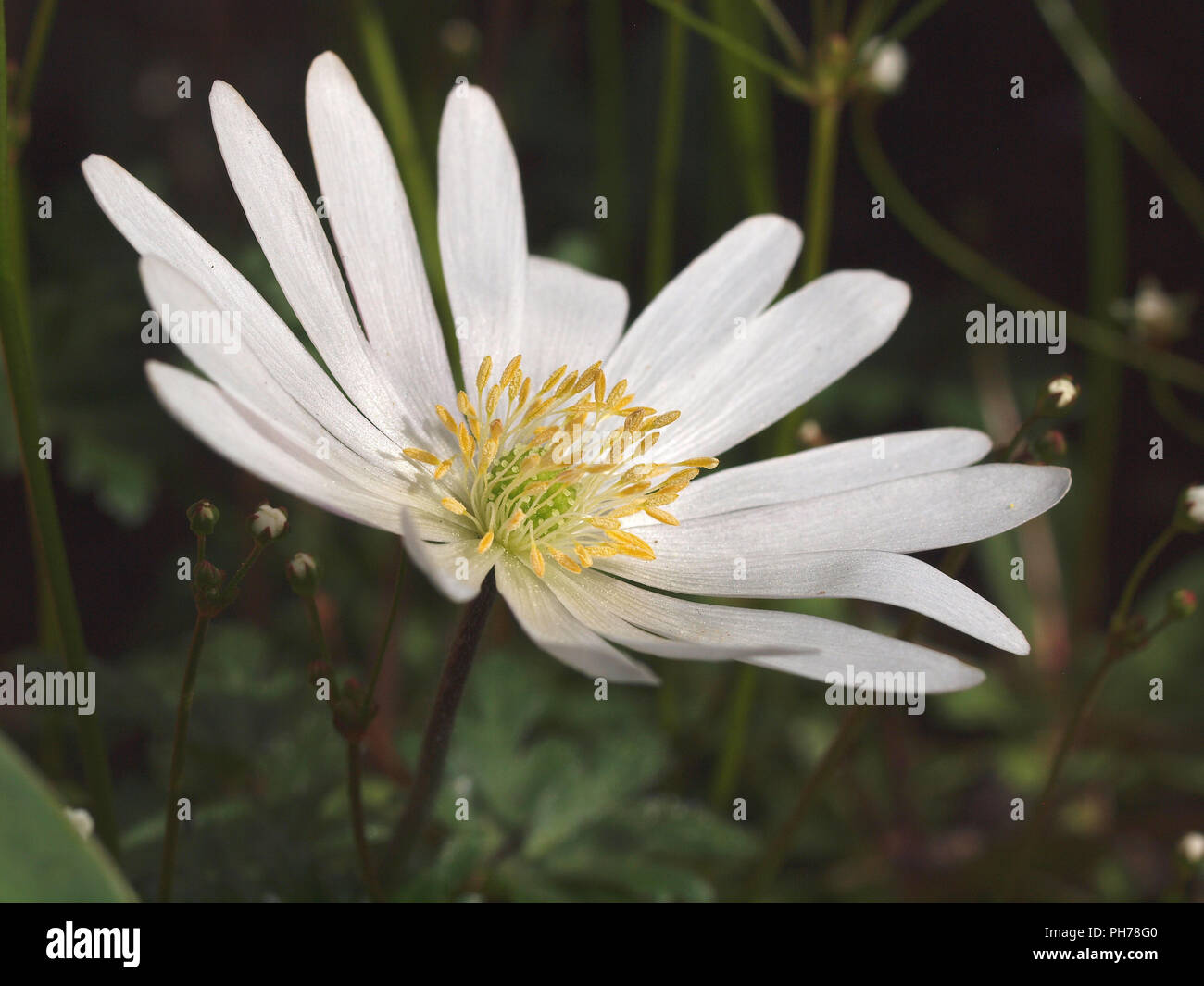 Anemone windflower hi-res stock photography and images - Alamy