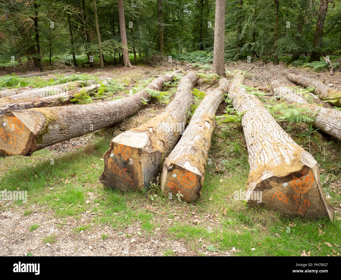 Timber new hampshire hi-res stock photography and images - Alamy