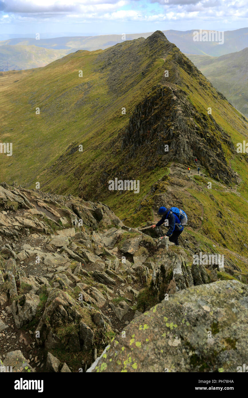 Walkers on Striding Edge ridge on the way to Helvellyn fell, Lake ...