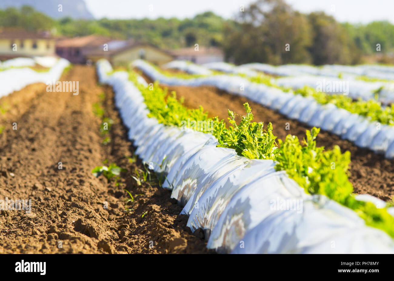agriculture, vegetables covered for protection Stock Photo - Alamy