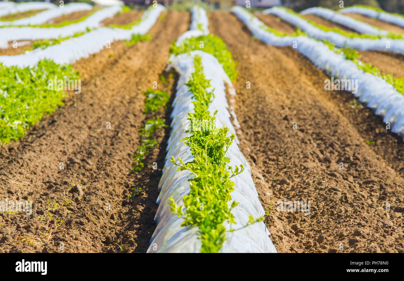 agriculture, vegetables covered for protection Stock Photo - Alamy