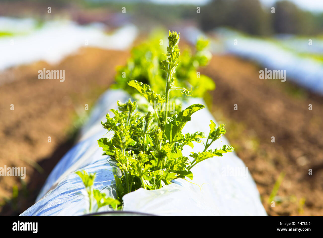 agriculture, vegetables covered for protection Stock Photo - Alamy