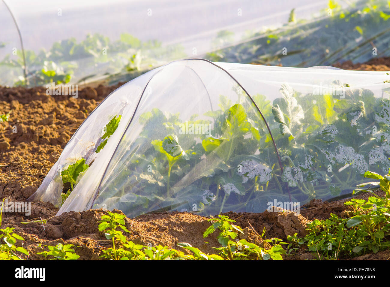 agriculture, vegetables covered for protection Stock Photo - Alamy