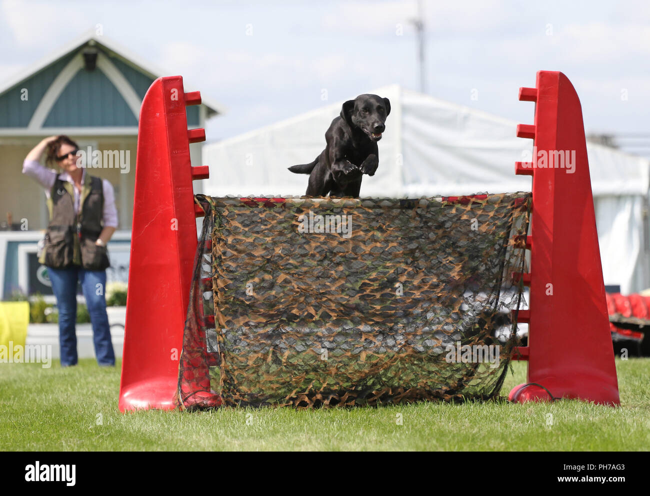Stamford, UK. 30th Aug 2018. The dog agility display during a break in ...