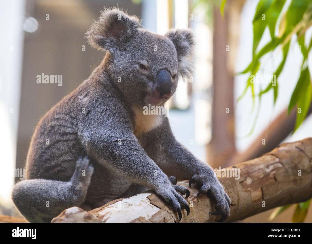 Nanjin, Nanjin, China. 31st Aug, 2018. Nanjing, CHINA-Adorable koalas ...