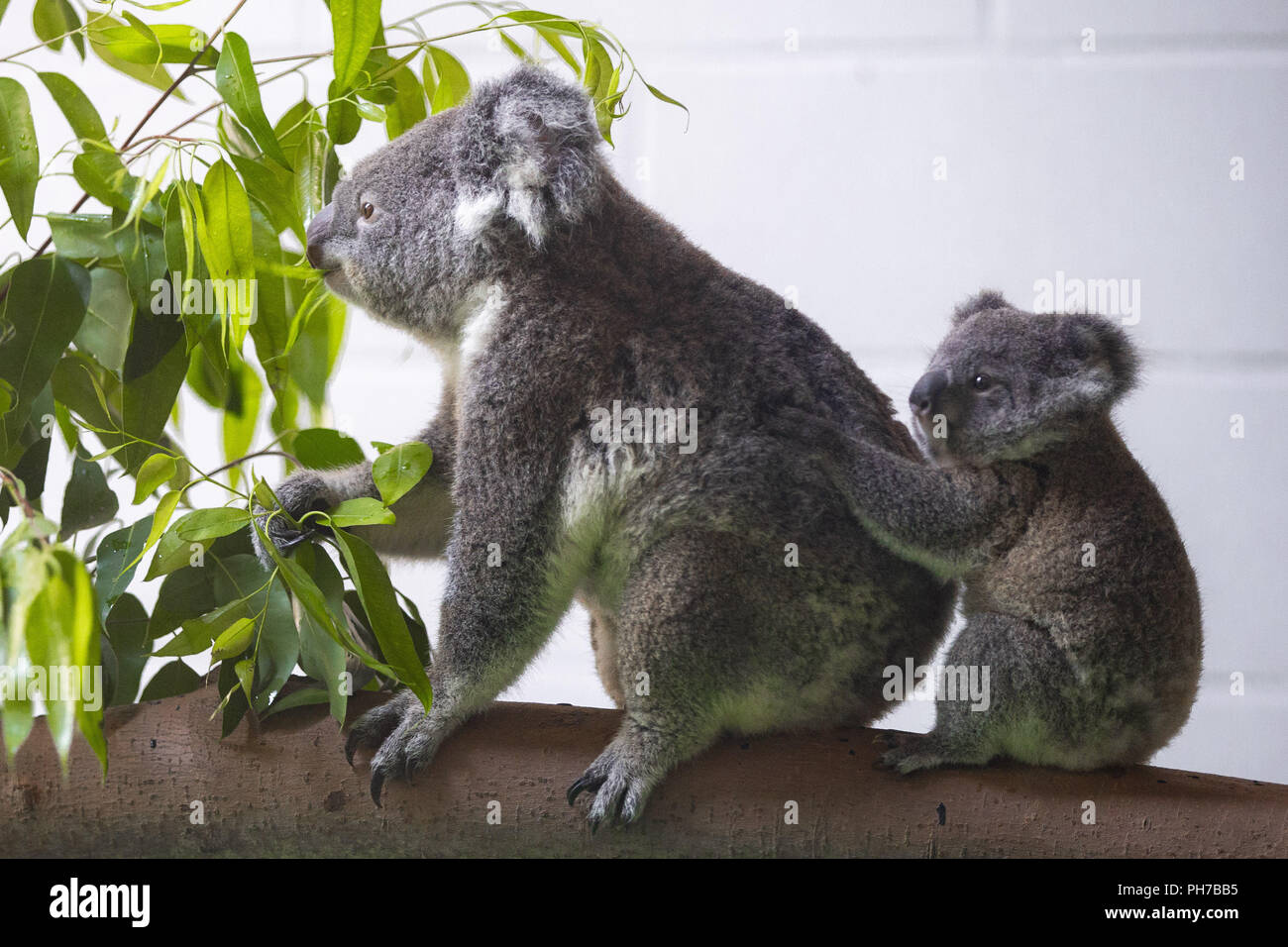 Nanjin, Nanjin, China. 31st Aug, 2018. Nanjing, CHINA-Adorable koalas attract many tourists at ...