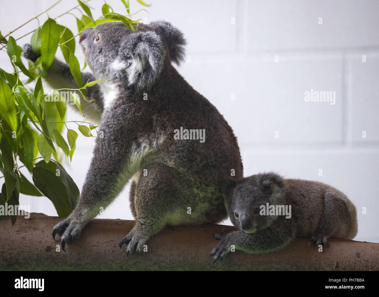 Nanjin, Nanjin, China. 31st Aug, 2018. Nanjing, CHINA-Adorable koalas ...