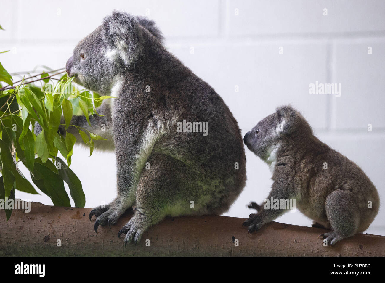 Nanjin, Nanjin, China. 31st Aug, 2018. Nanjing, CHINA-Adorable koalas attract many tourists at ...