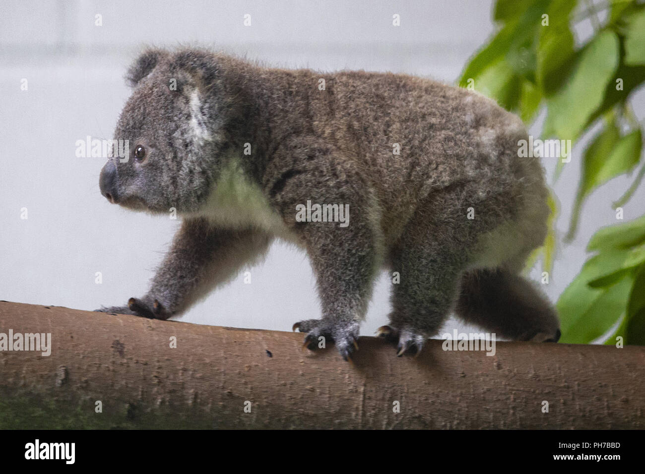 Nanjin, Nanjin, China. 31st Aug, 2018. Nanjing, CHINA-Adorable koalas ...
